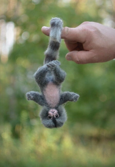 Cute Finger Monkeys