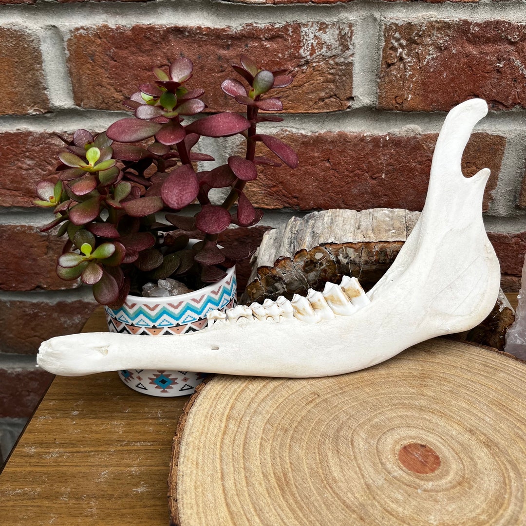 Fallow Deer Large Jaw Bone With Teeth Taxidermy Pagan Viking Alter Home ...