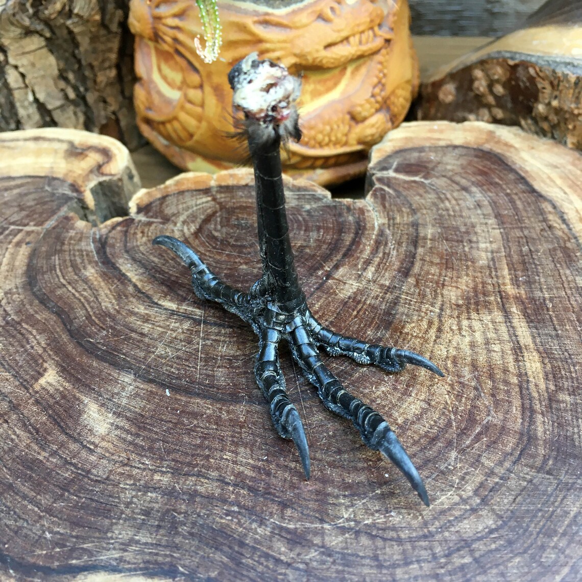 Real Preserved Carrion Crow Corvid Bird Claw Foot Talon | Etsy