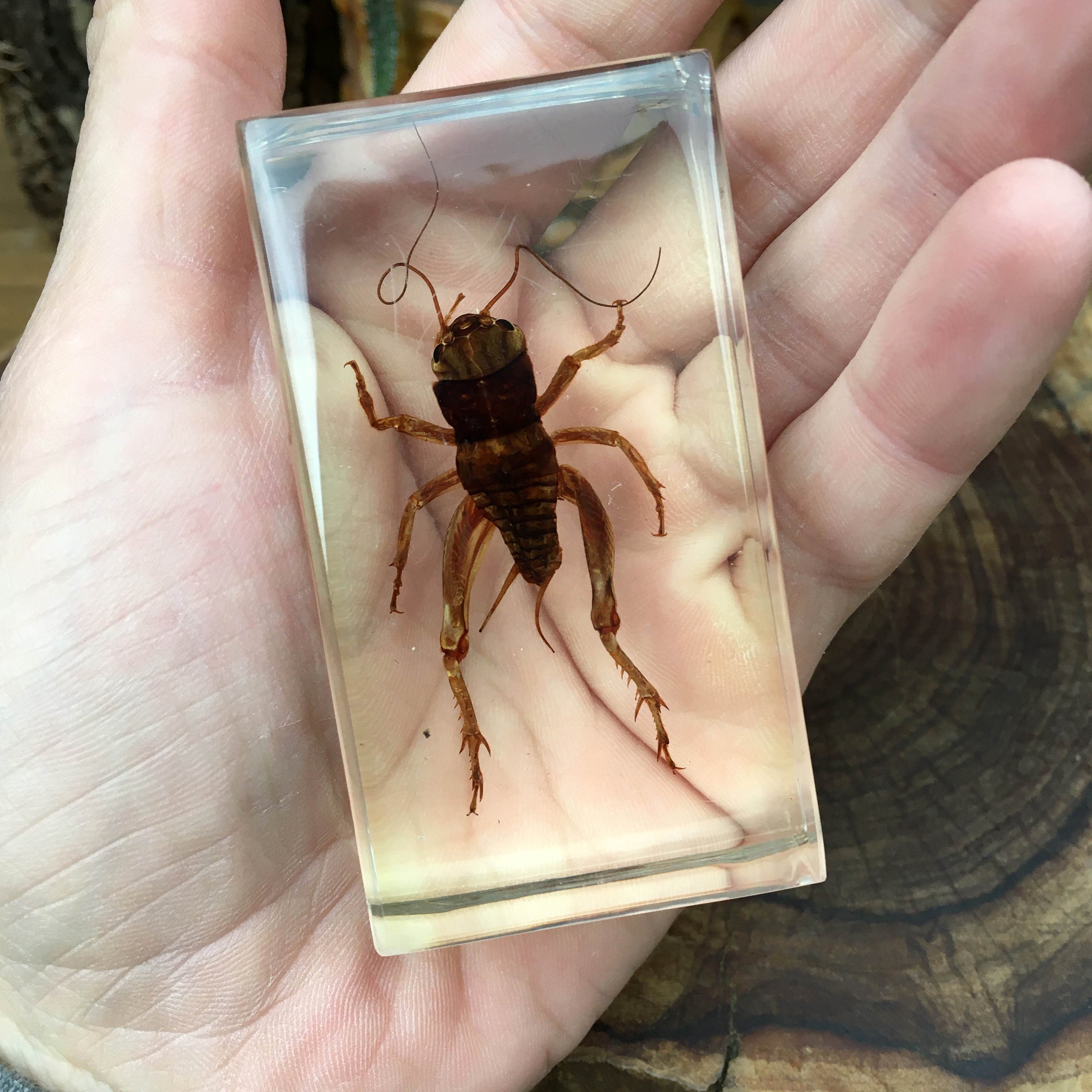 Real Preserved Unlabelled Insect Bug in Resin Taxidermy Home | Etsy