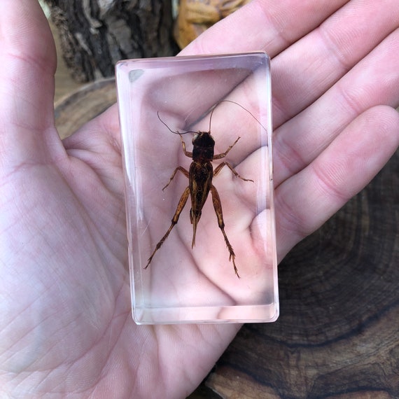 Home & Living Real Preserved Unlabelled Insect Bug in Resin Taxidermy ...