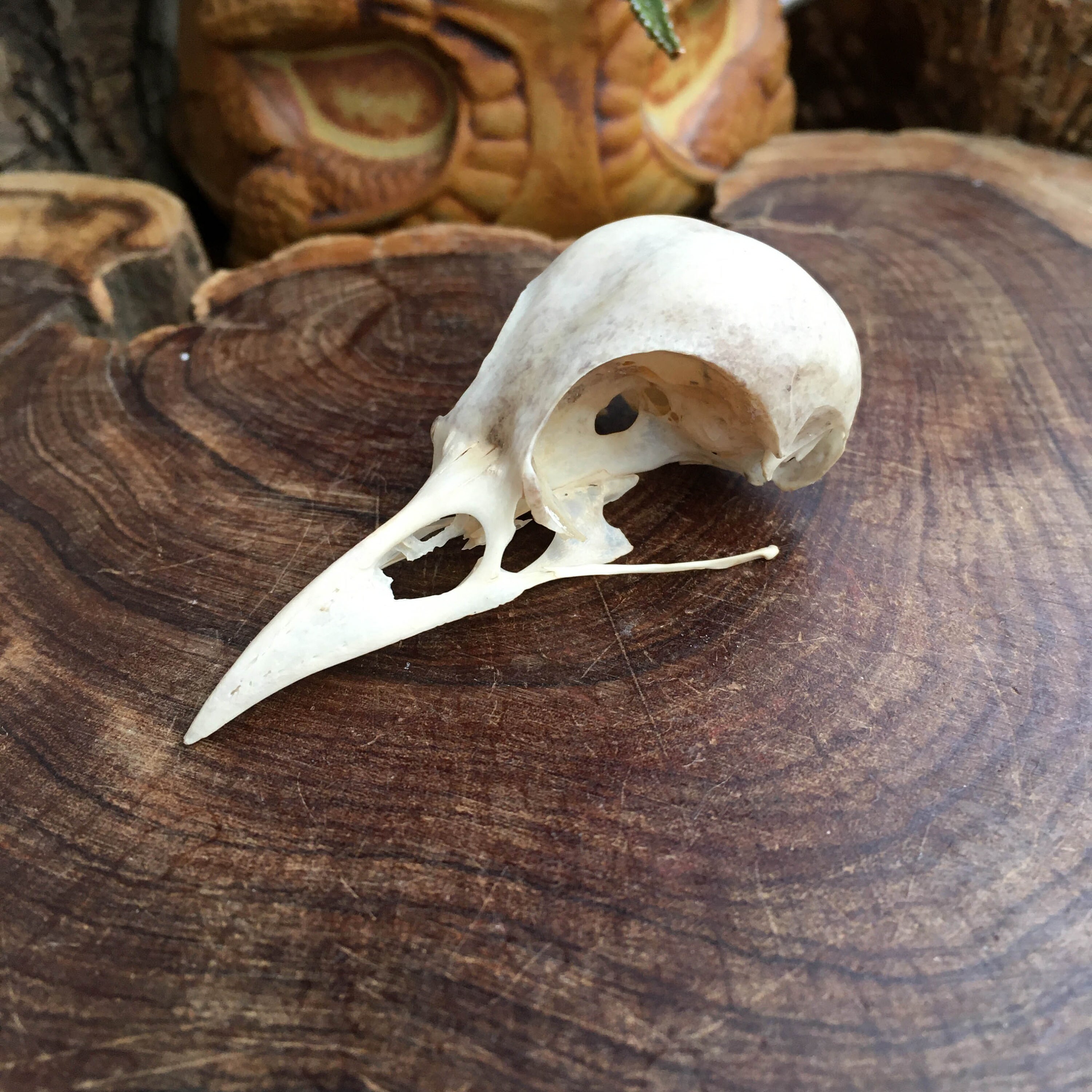 Beautiful Real Preserved Jackdaw Crow Corvid Skull Taxidermy | Etsy
