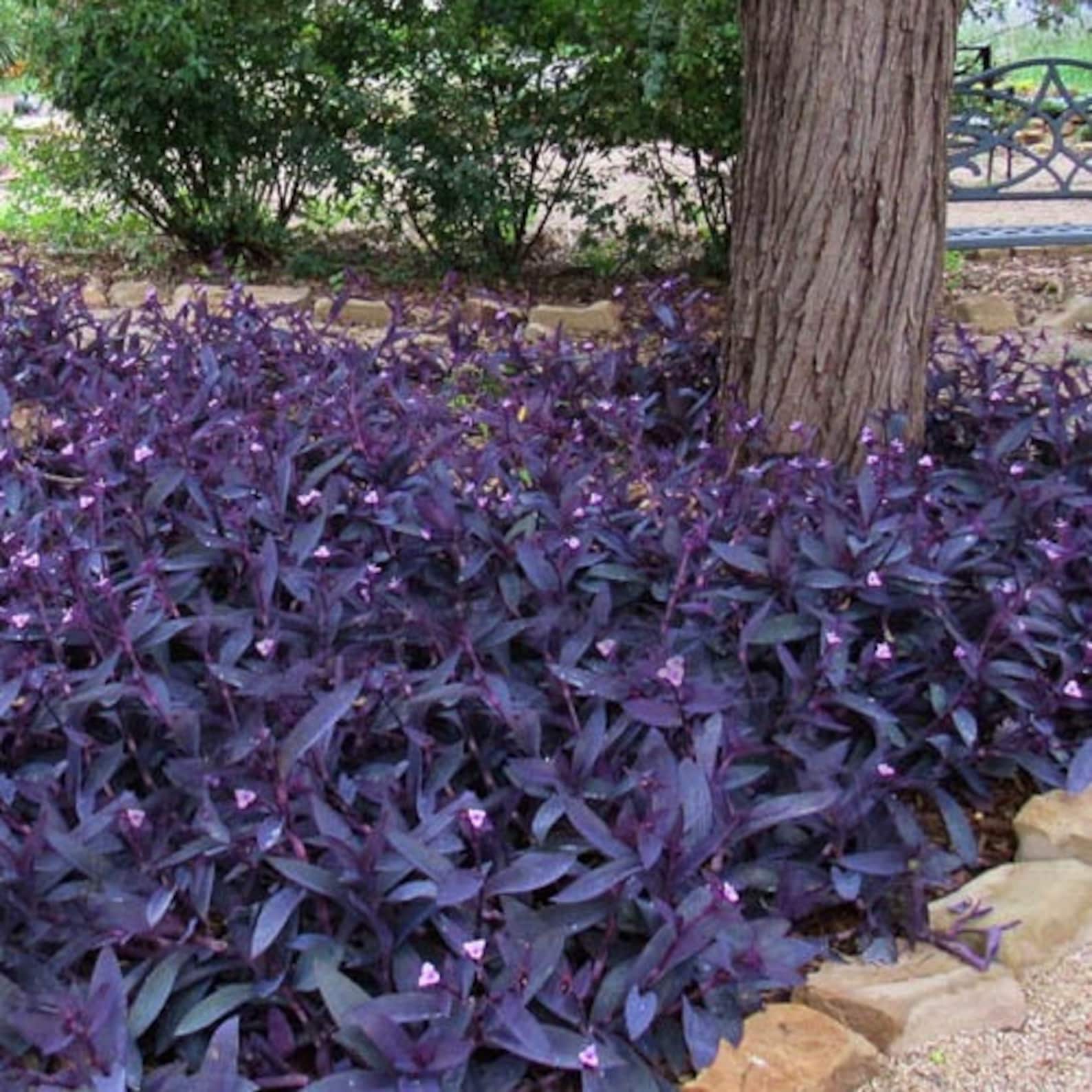 Tradescantia Purple Queen Tradescantia Pallida Wandering - Etsy