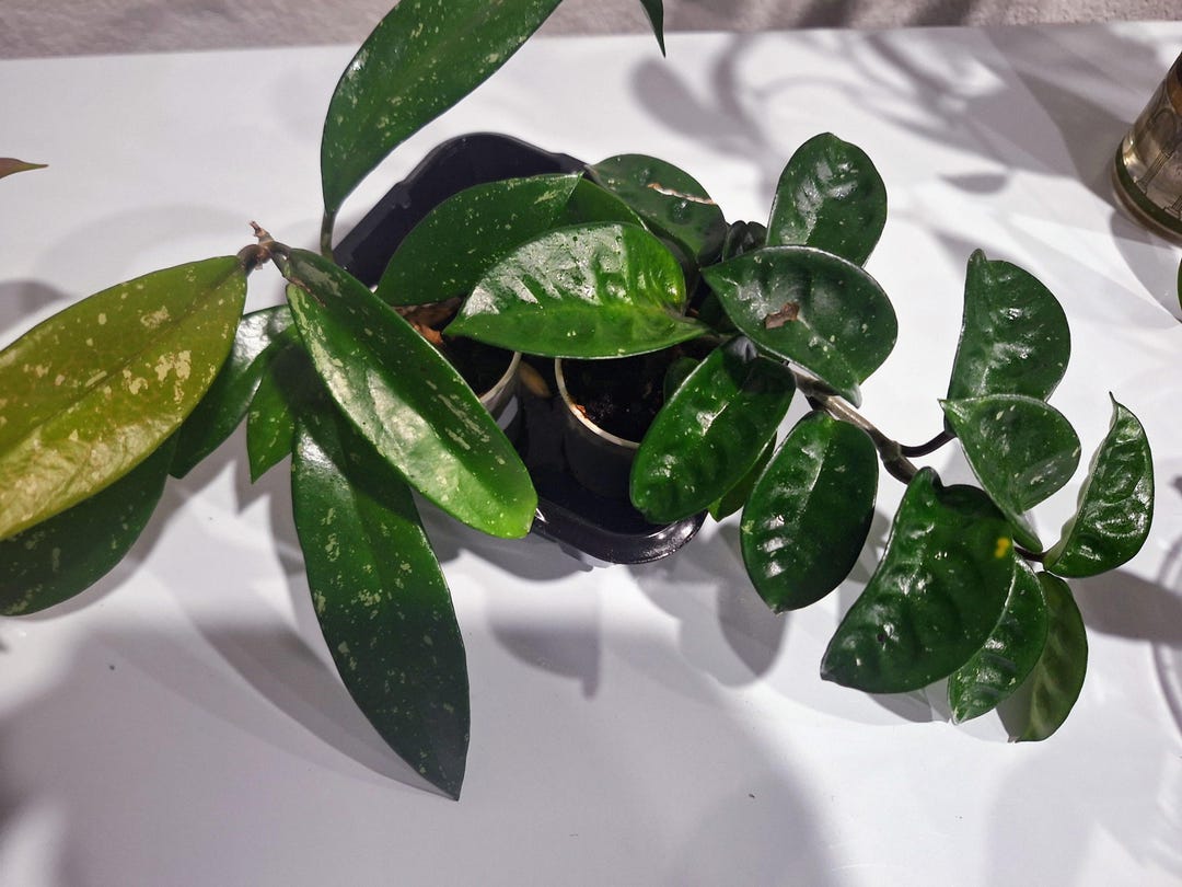 Hoya Collection Duo (2 Plants, Hoya Rubra, Carnosa Varieties) - Etsy