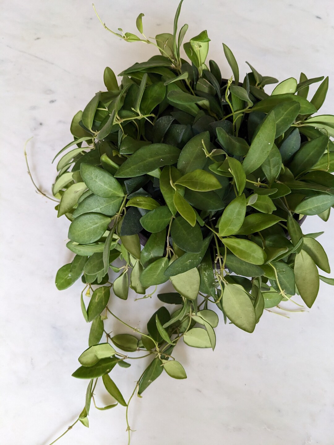 Hoya Bilobata, Mature Plant - Etsy