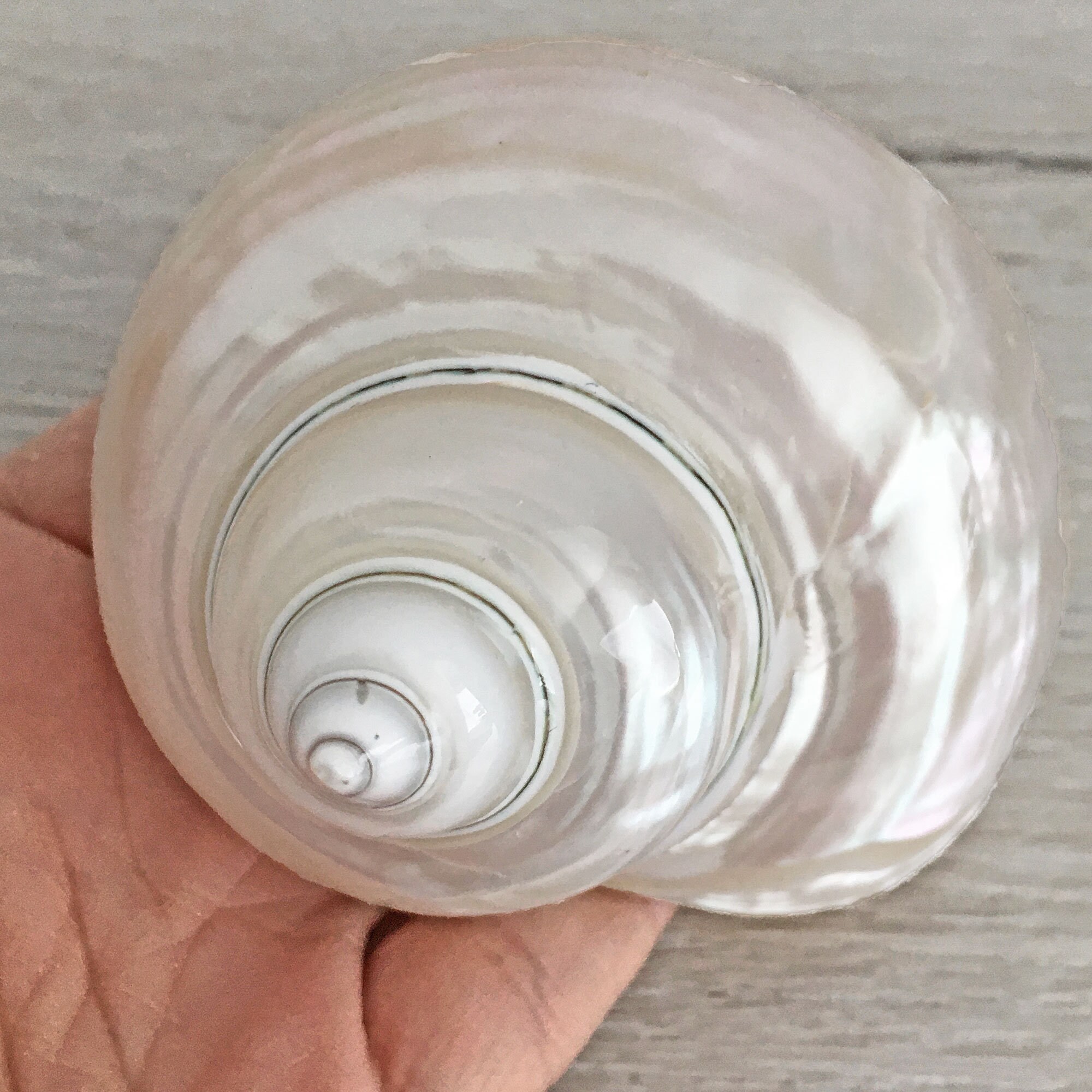 Seashell Large Polished Pearl Turbo Shell 3.5 4 Sold - Etsy