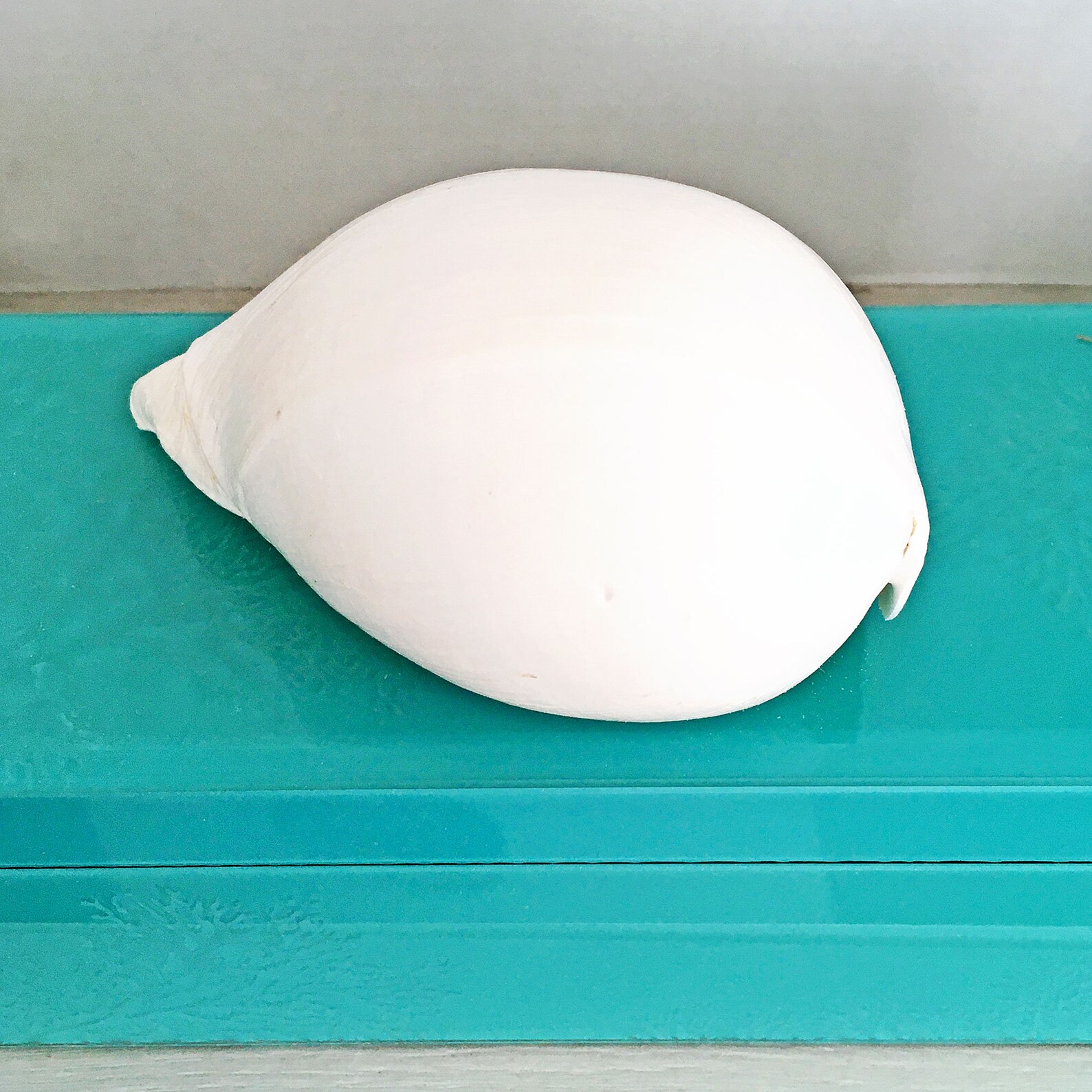 White Indian Volute Melon Shell 67 1 PC Large - Etsy