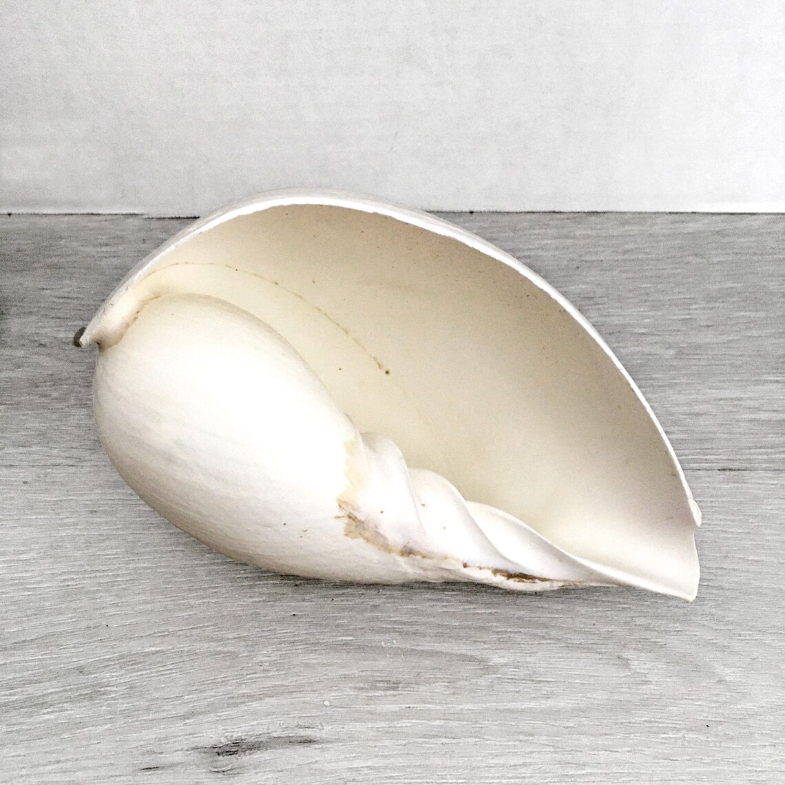 White Indian Volute Melon Shell 67 1 PC Large - Etsy