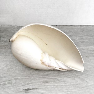 White Indian Volute Melon Shell 67 1 PC Large - Etsy