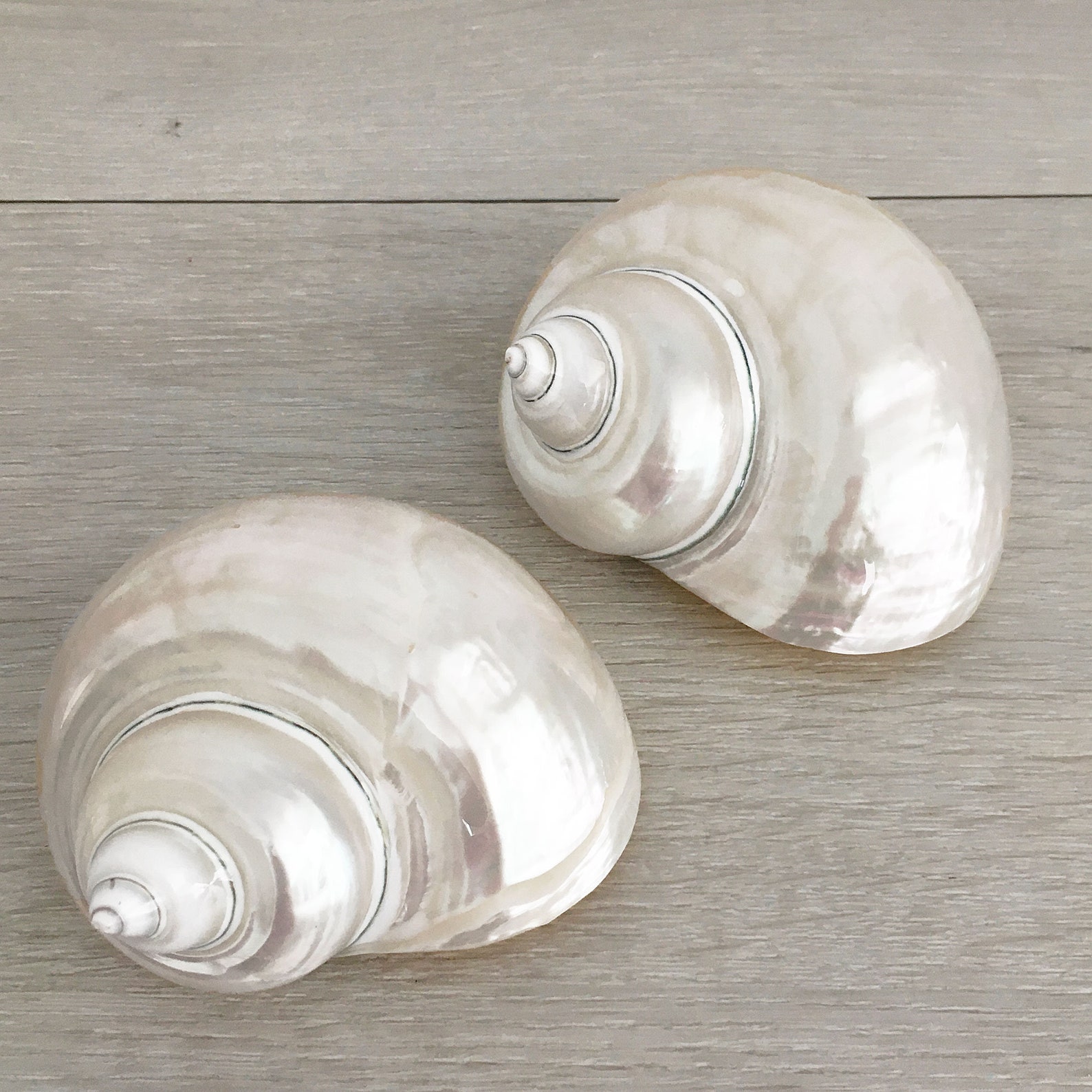 Seashell Large Polished Pearl Turbo Shell 3.5 4 Sold - Etsy