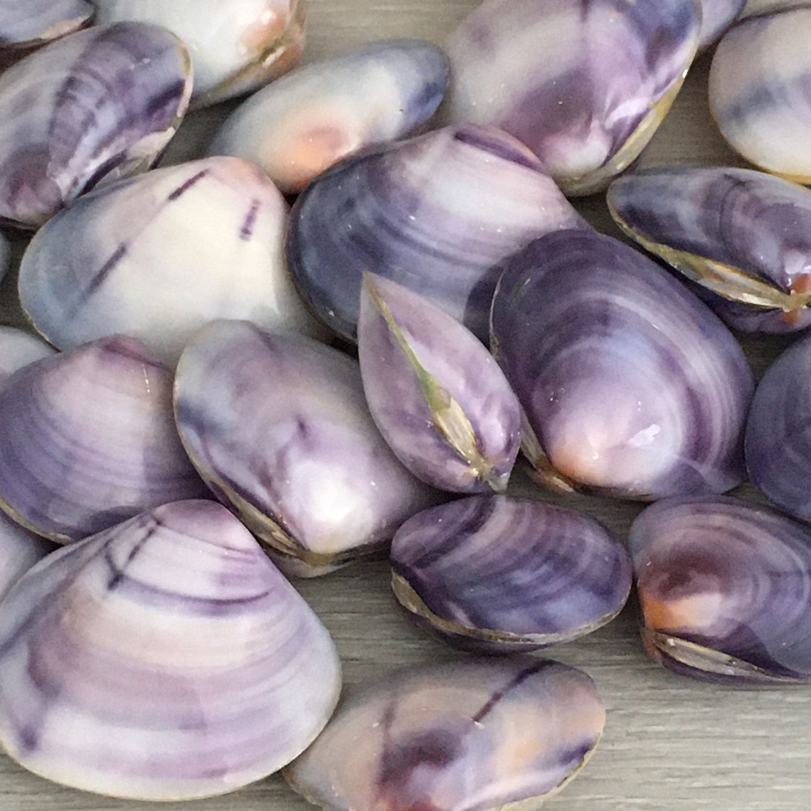Polished Purple Clam Shell Pairs 1 1 8 1 3 4 Etsy