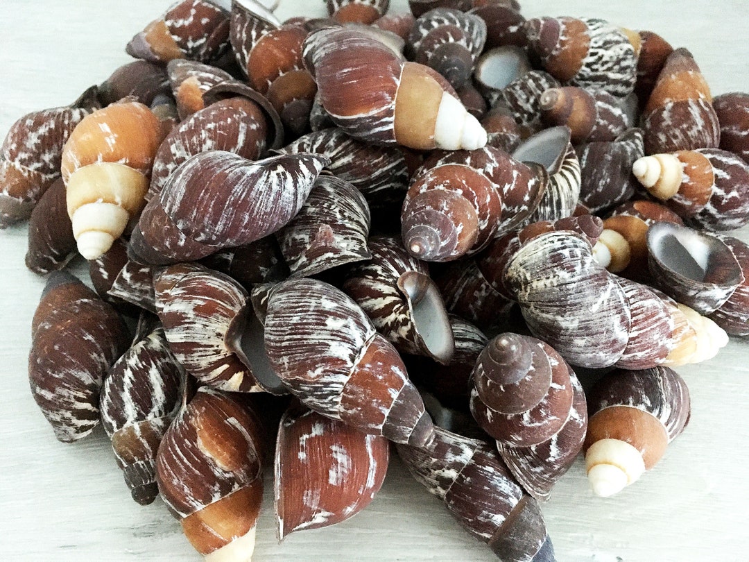 Helicostyla Chrysalidiformis Land Snail Shells 1"- 1.5" [10 Pieces ...