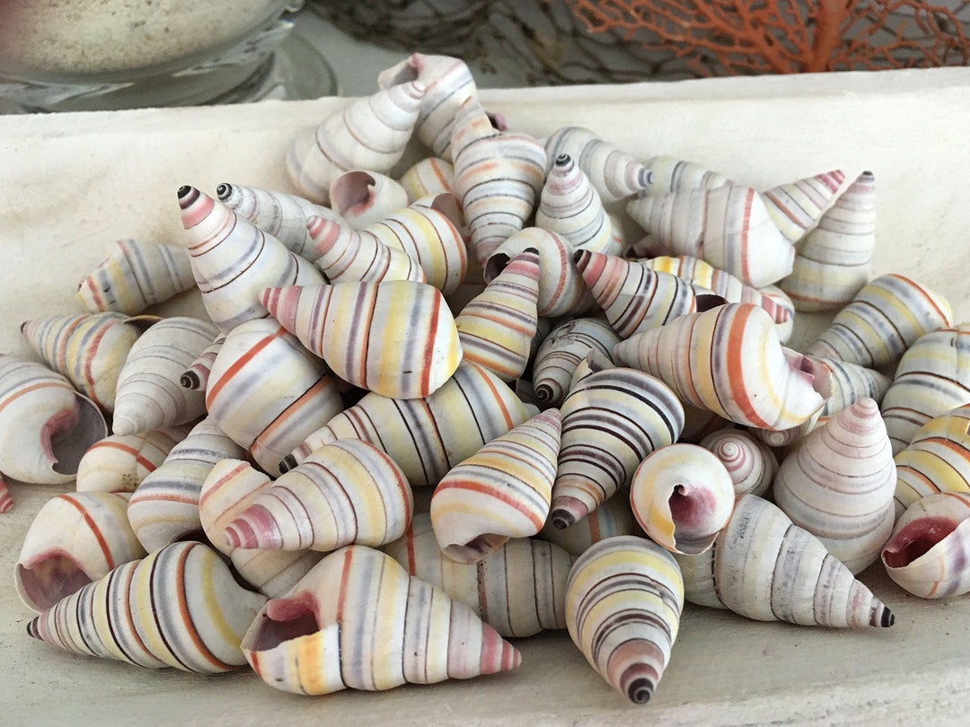 Candy Cane Land Snails 1 - 1.25" [10 PCS] | Beach Decor | Haitian Tree ...