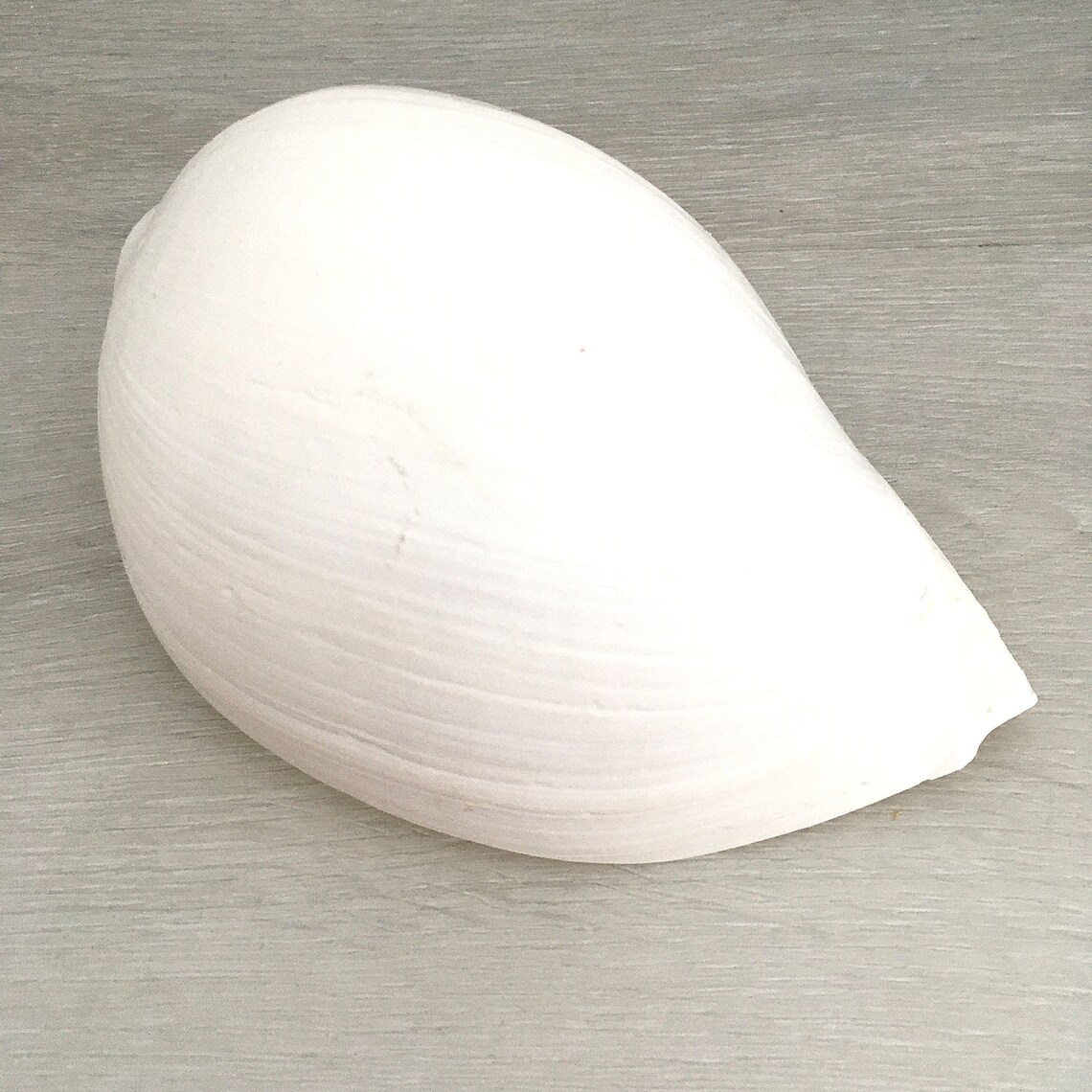 White Indian Volute Melon Shell 67 1 PC Large - Etsy
