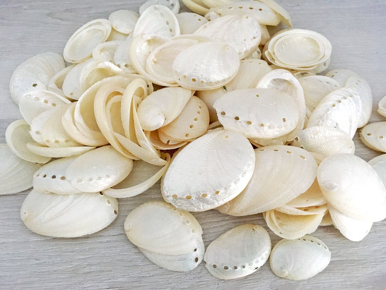 Pearled Abalone Shells [1-2 Inch, 10 Pcs], Ivory Beach Wedding Decor ...