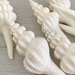 White Spindle Shell Fusinus Salisburyi ~ Spiral Seashell 4"-5" [1 Pc ...