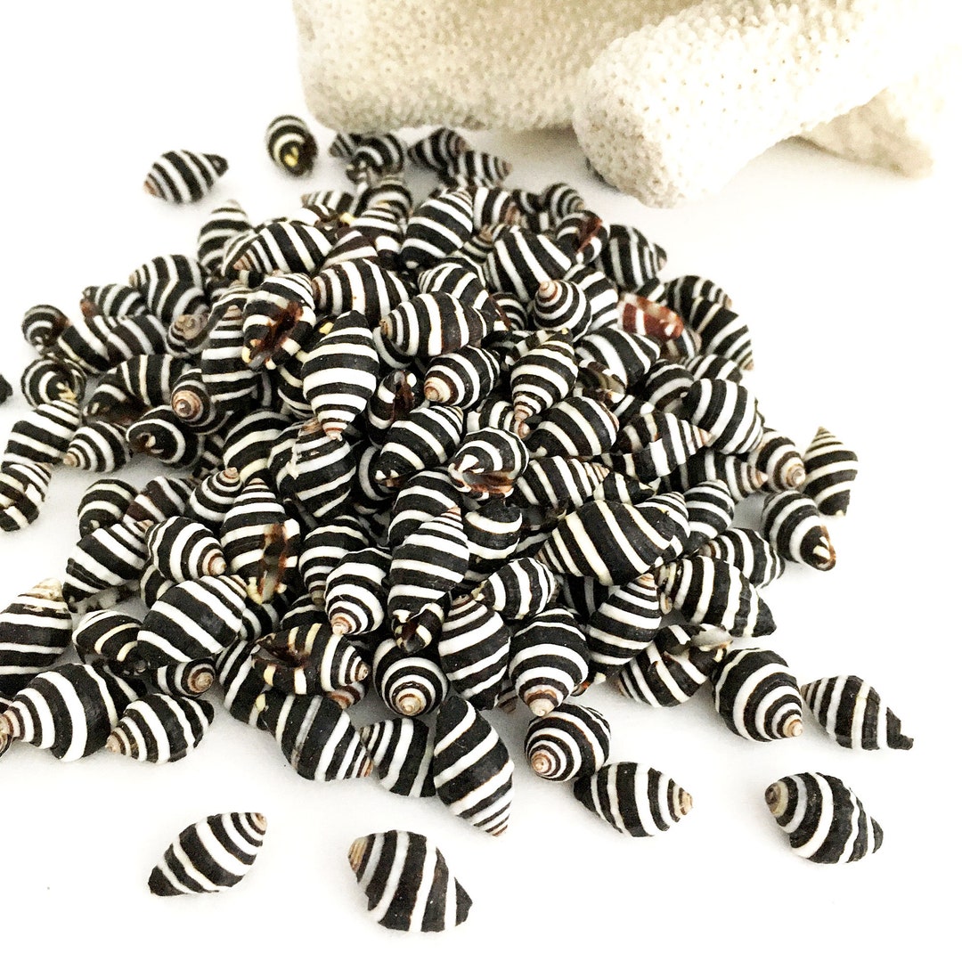 Tiny Beehive Shells 1/4-1/2" [10/20/50/100], Black & White Striped ...