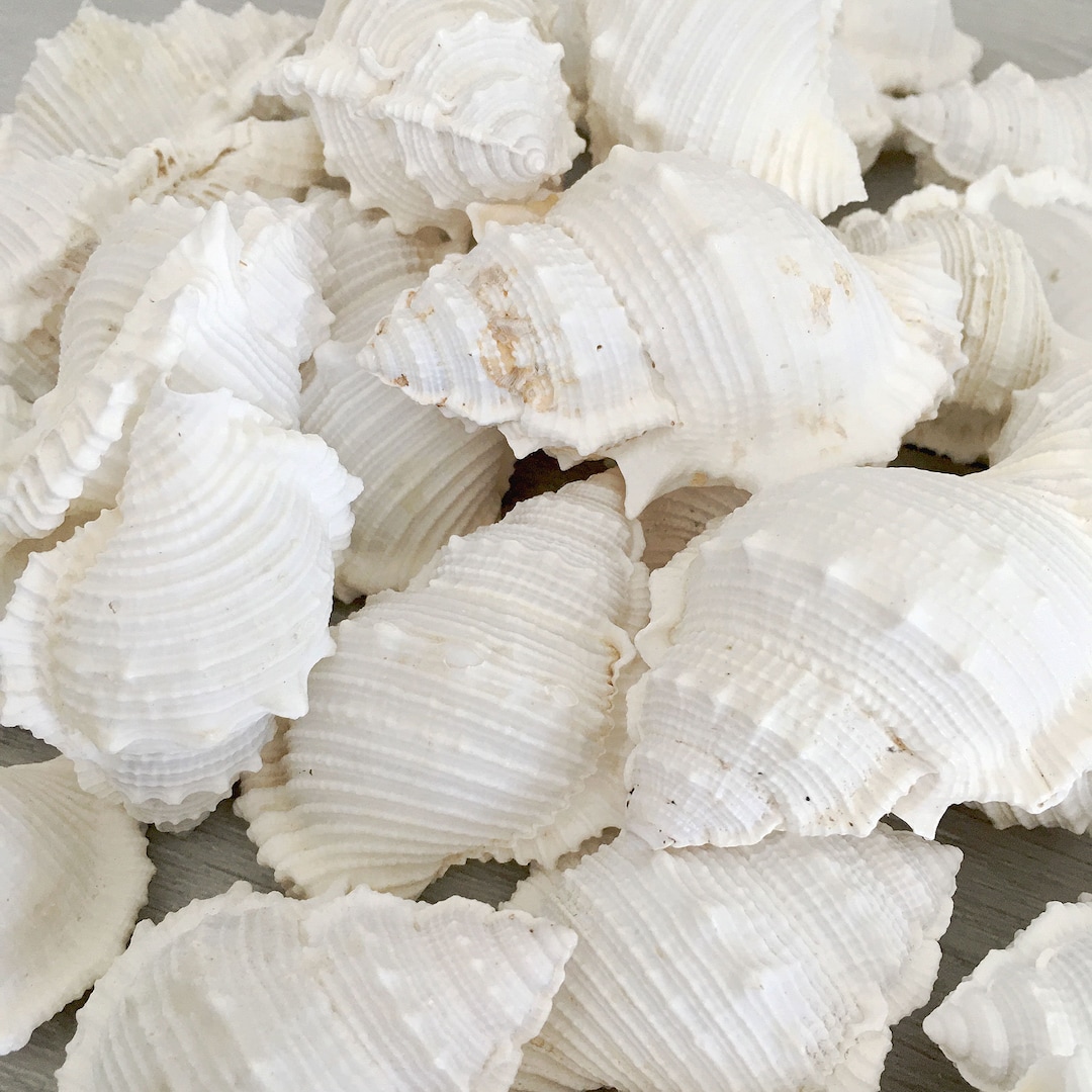 White Bursa Rana Shells 2 - 3" [4/6 PCS] | Beach Decor Weddings ...