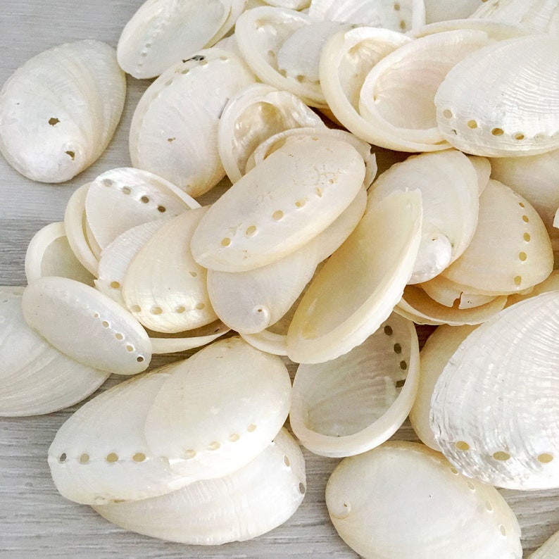 Pearled Abalone Shells [1-2 Inch, 10 Pcs], Ivory Beach Wedding Decor ...