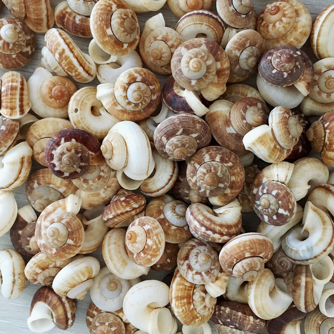 Cyclophorus Linguiferus Land Snail Shells 3/4 10 Pcs - Etsy