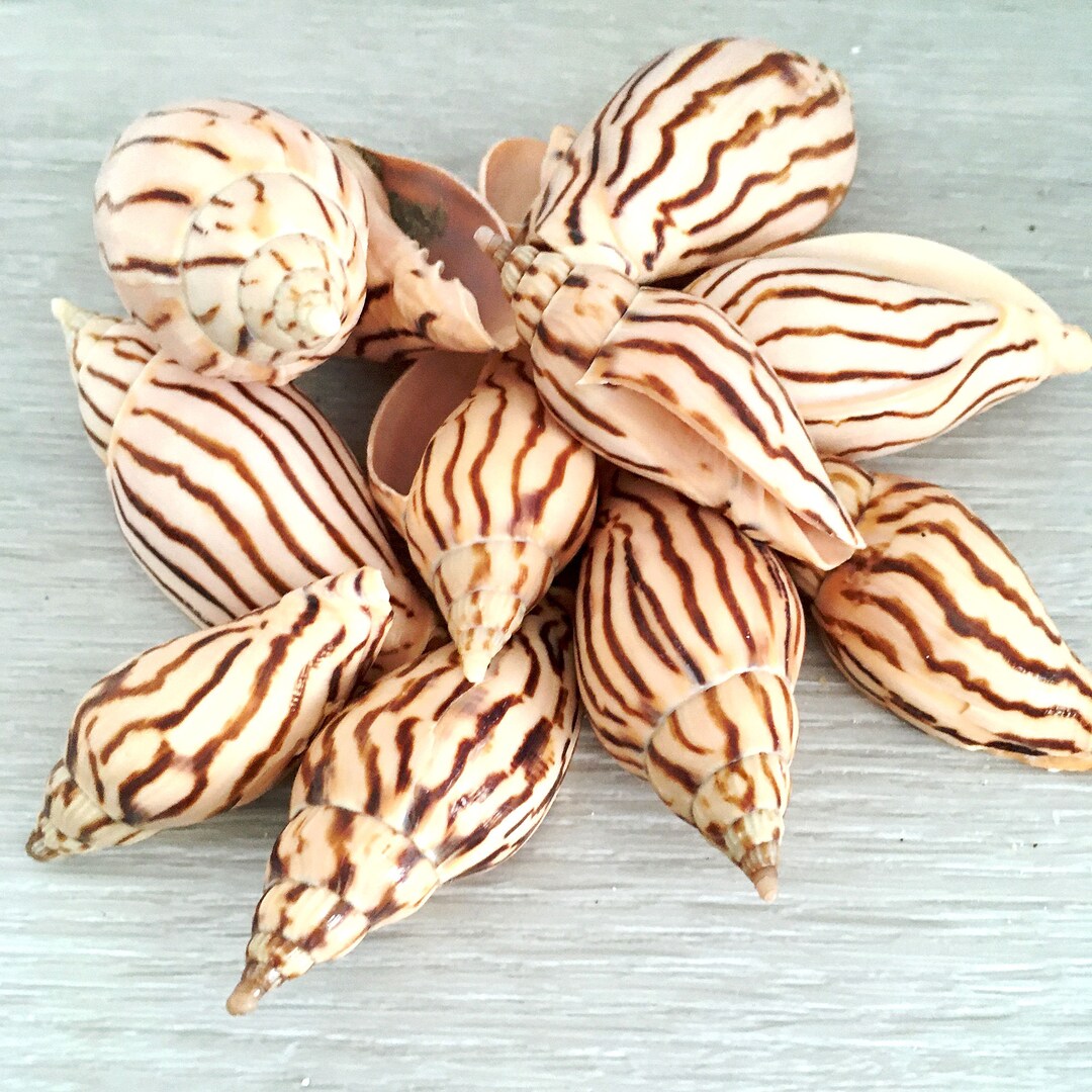 Seashells | Voluta Loroisi Seashells 2 - 3" | Large Marble Spiral ...