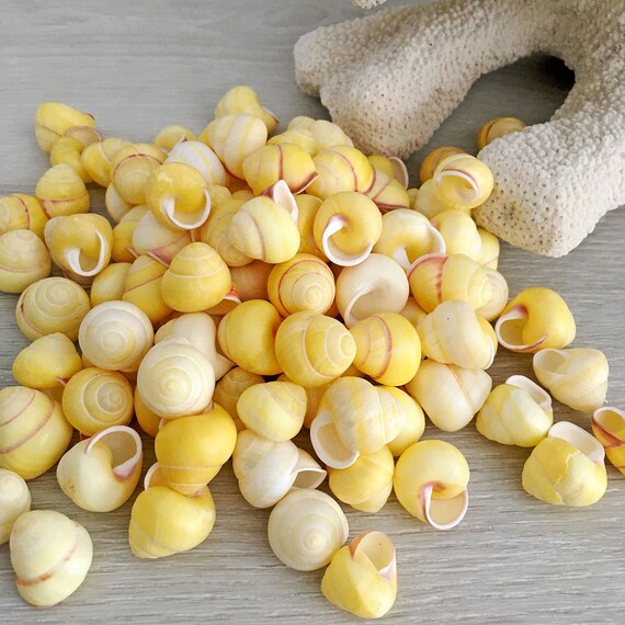 Seashells Yellow Land Snail Shells 1/2 3/4 12 - Etsy