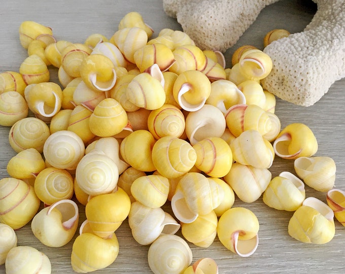 Seashells | Yellow Land Snail Shells 1/2" - 3/4" [12 Shells] | Beach ...