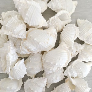 White Bursa Rana Shells 2 - 3" [4/6 PCS] | Beach Decor Weddings ...