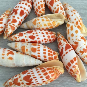 Seashells, Mitra Episcopalis Shell Options 2 Sizes [1/2/4 PCS], Sea ...