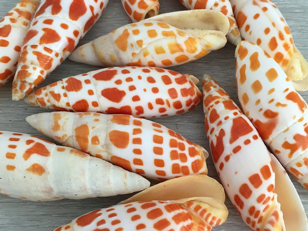 Seashells, Mitra Episcopalis Shell Options 2 Sizes [1/2/4 PCS], Sea ...