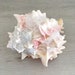 Pink Murex Sea Shell 3-4", Pink Mouth Murex Shell, Beach Decor ...