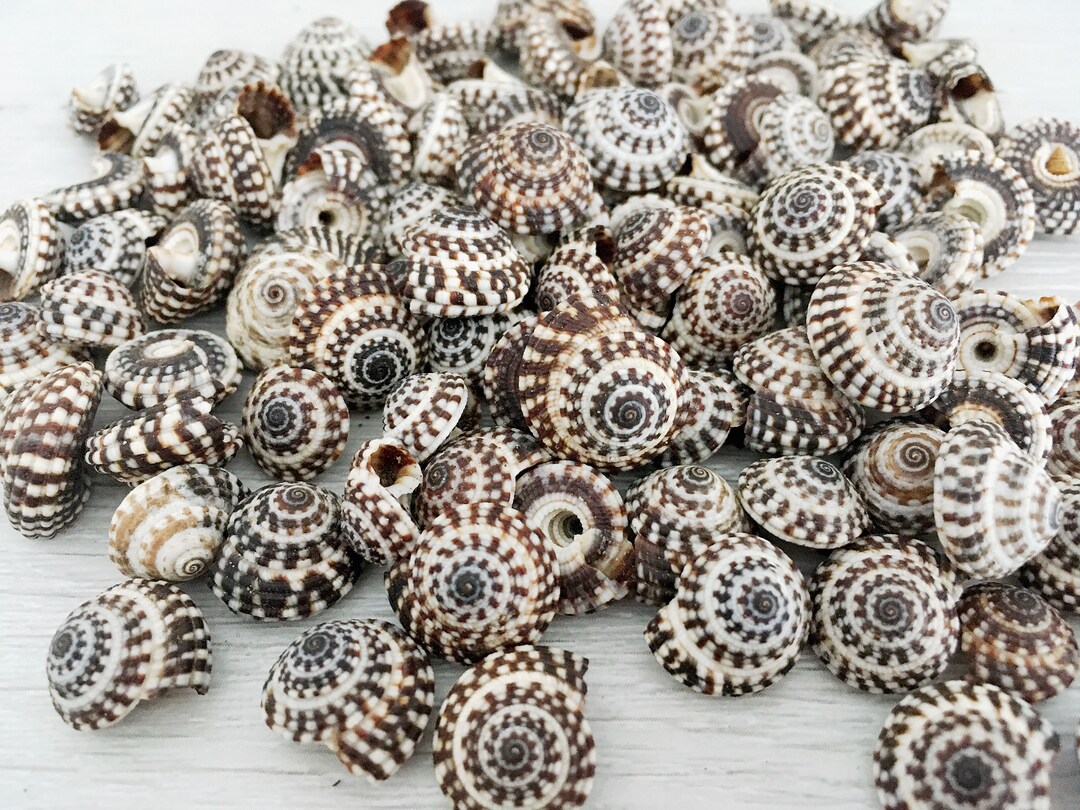 Heliacus Snail Shells [10 Shells], Heliacus Bariegatus, Bulk Shells ...