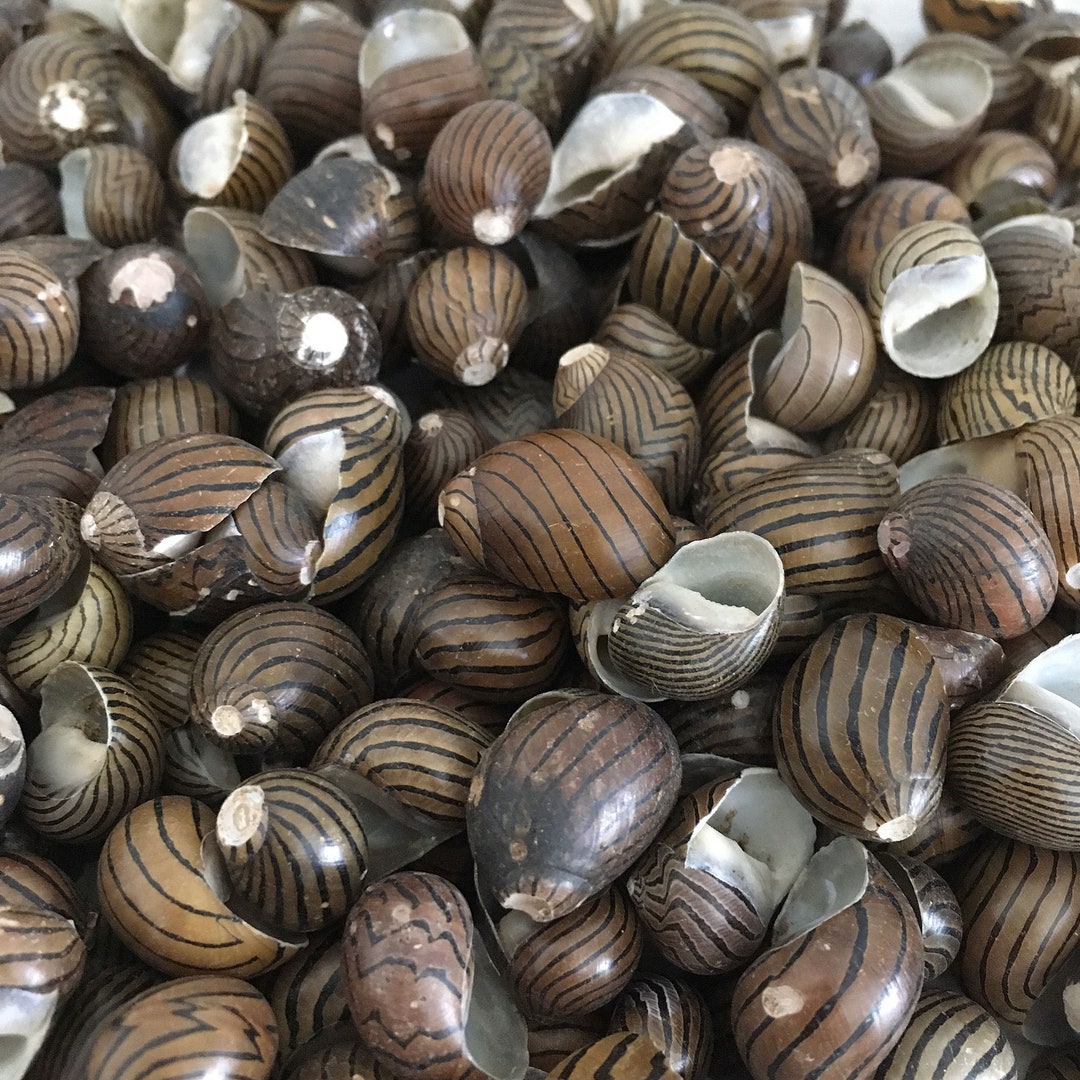 Striped Zig Zag Nerite Shells Snail Columbella Shells 1/4" - 5/8", DIY ...