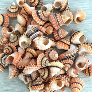 Tectarius Cream Top Seashell 1/2 3/4, Small Periwinkle Seashells, Craft ...