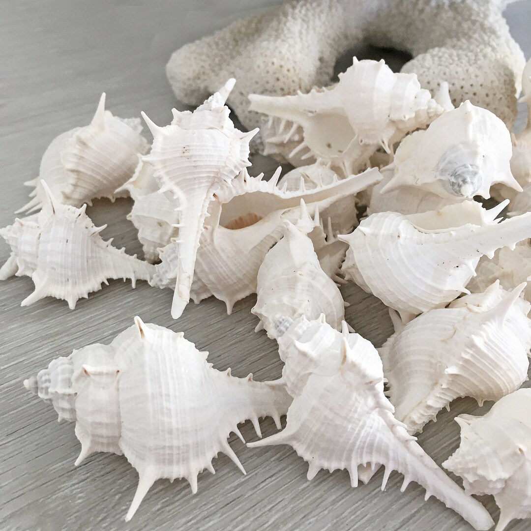 White Murex Ternispina Shells 2" - 2 3/4" [5 Pcs], Seashells, Craft ...