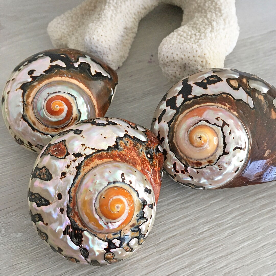Polished African Sarmaticus Turbo Shells 2.5 "- 3" [sold Individually ...