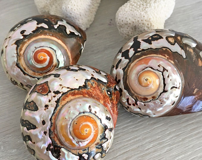 Bear Paw Clam Shell [5"] Pair | Seashell Ruffled Horse Hoof | Beach ...