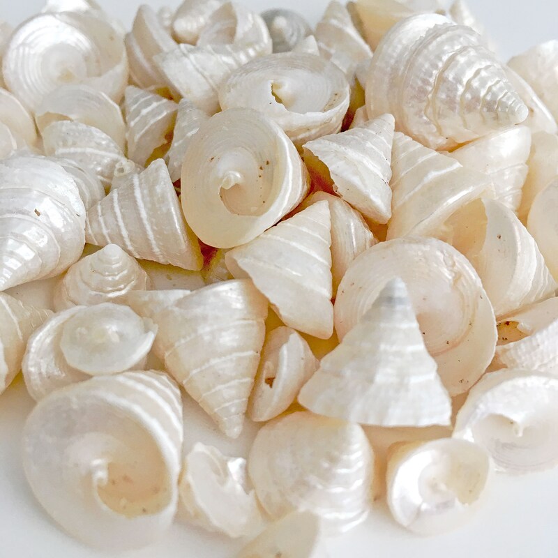 Trochus Shell - Etsy