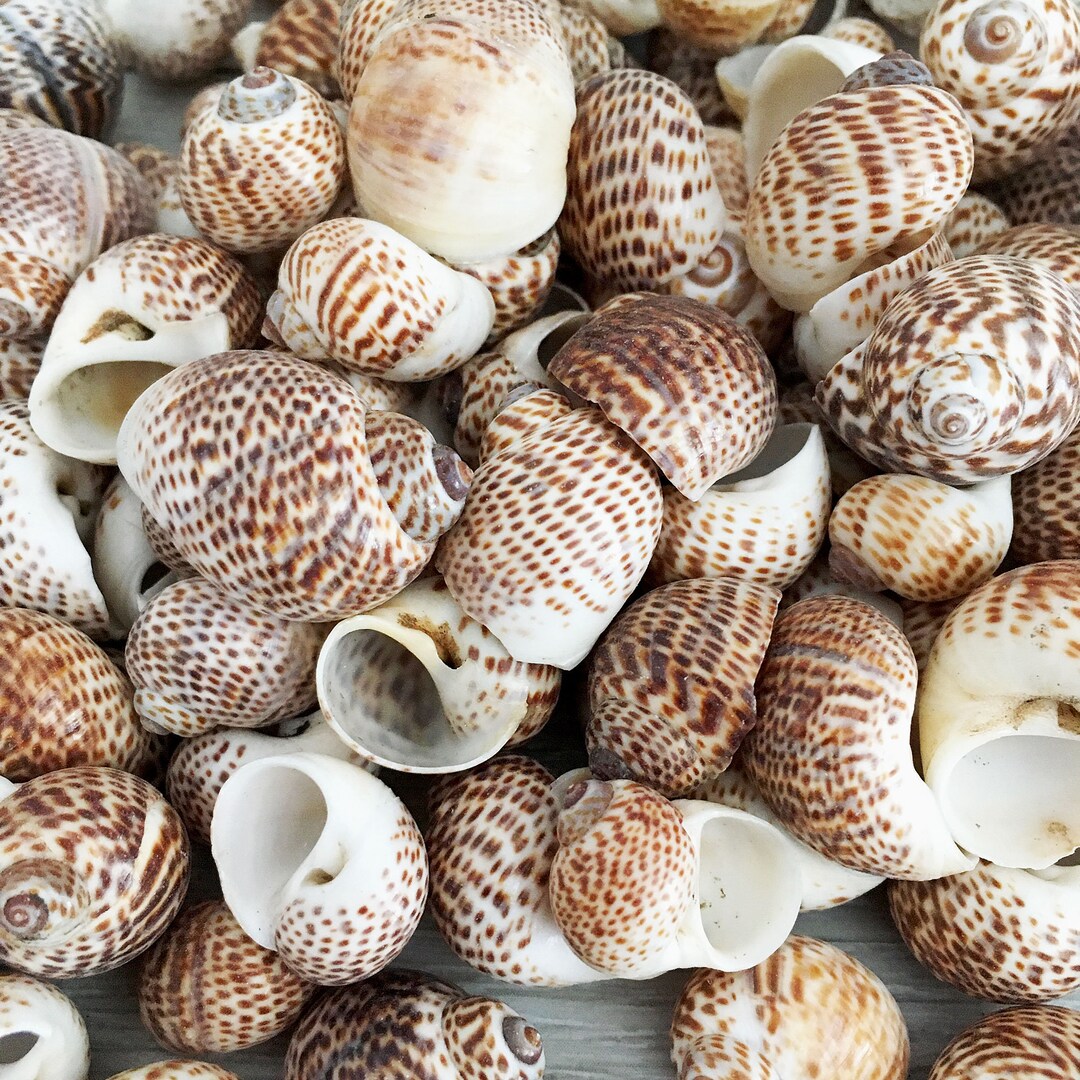 Spotted Natica Seashell, Nautica Tigrina Land Snail Shells 1/2"-1" [10 ...