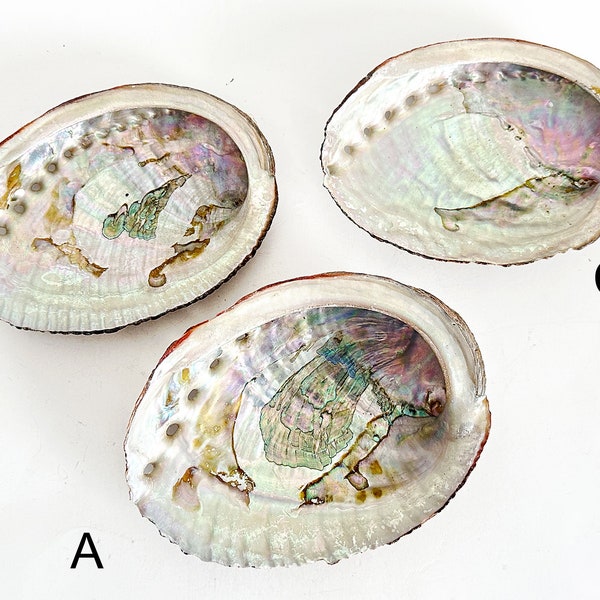 Abalone Shell - Etsy