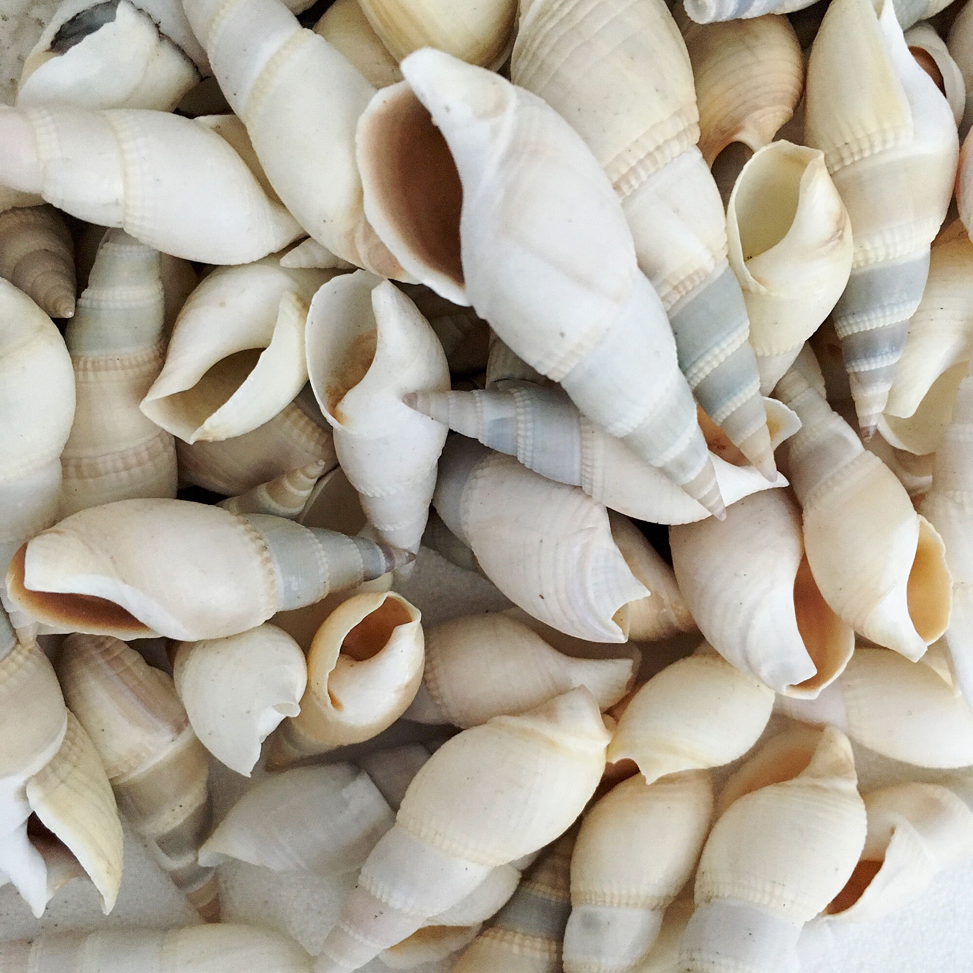 Bullia Shell 1 1.75 10 20 50 PCS Bulia - Etsy UK