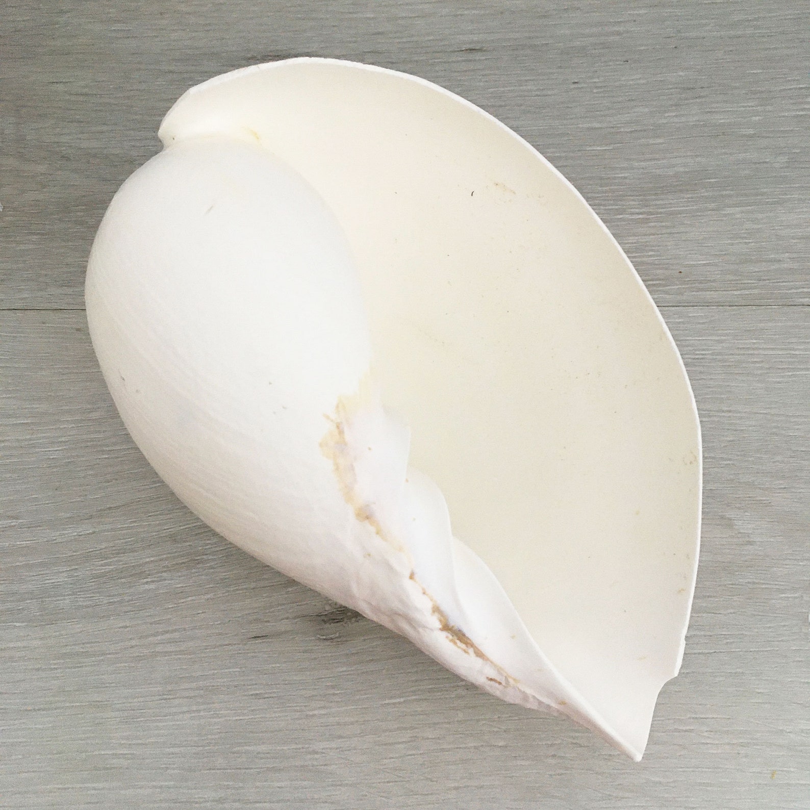 White Indian Volute Melon Shell 67 1 PC Large - Etsy