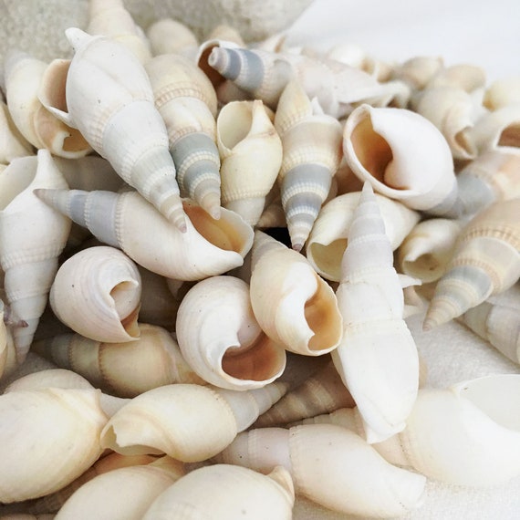 Bullia Shell 1 1.75 10 20 50 PCS Bulia - Etsy UK