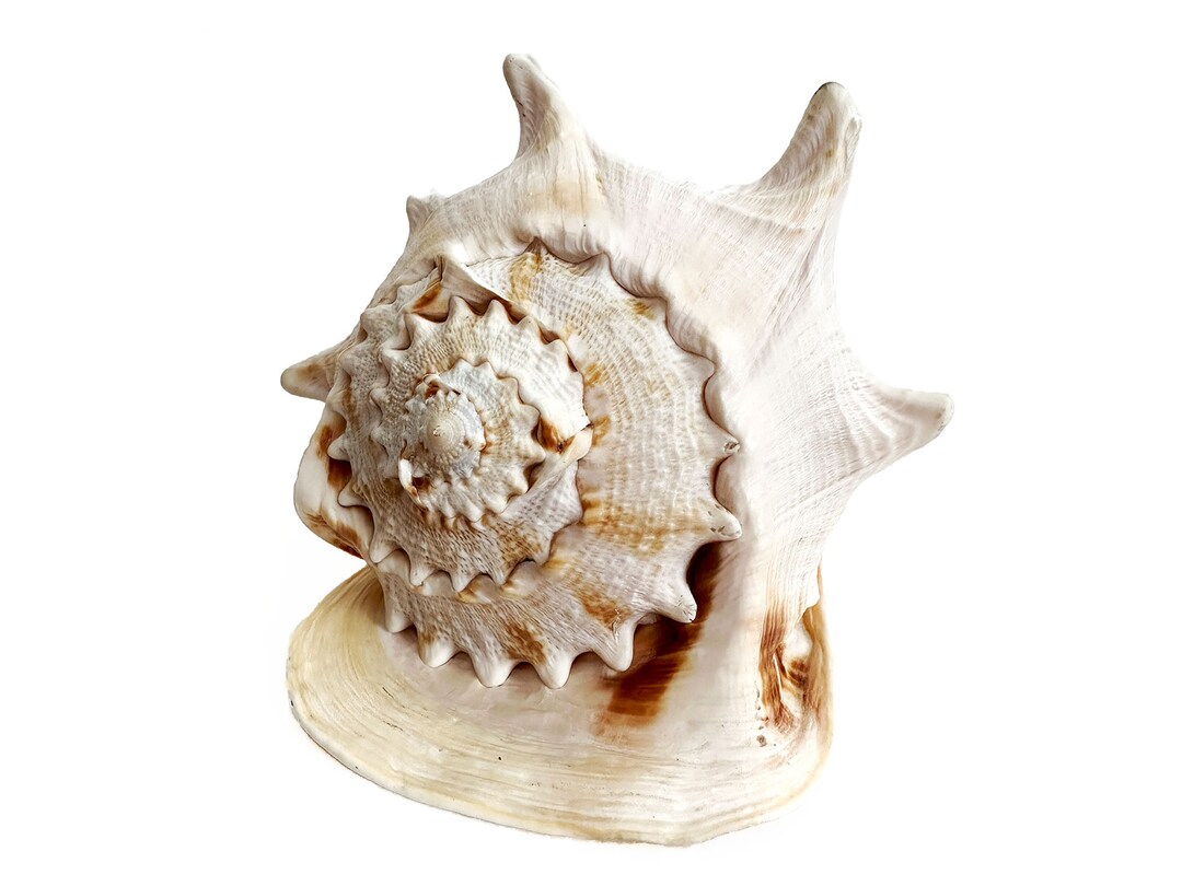 Xlarge Horned Queen Helmet 9" X 7.5", Seashells Large Conch, Beach Wedding Decor, Coastal Decor ...
