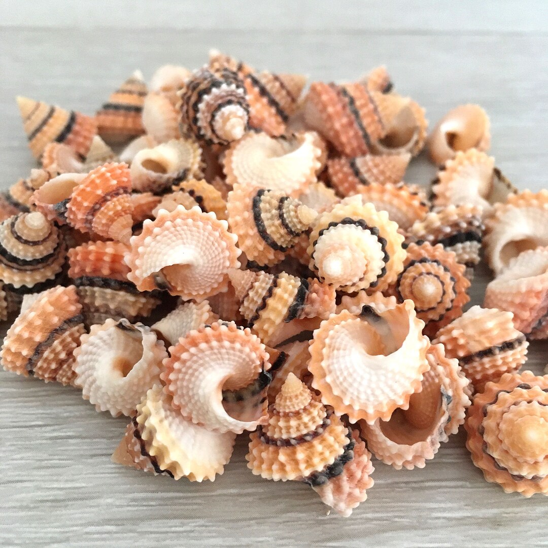 Tectarius Cream Top Seashell 1/2 3/4, Small Periwinkle Seashells, Craft ...