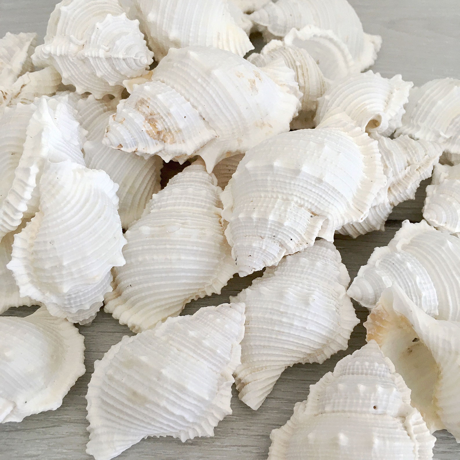 White Bursa Rana Shells 2 - 3" [4/6 PCS], Beach Decor Weddings ...