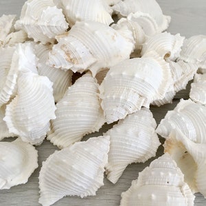 White Bursa Rana Shells 2 - 3" [4/6 PCS] | Beach Decor Weddings ...
