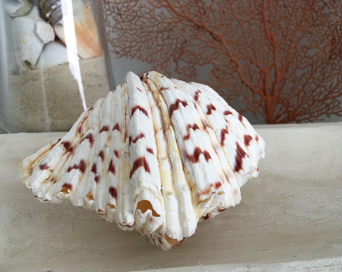 Bear Paw Clam Shell [5"] Pair | Seashell Ruffled Horse Hoof | Beach ...