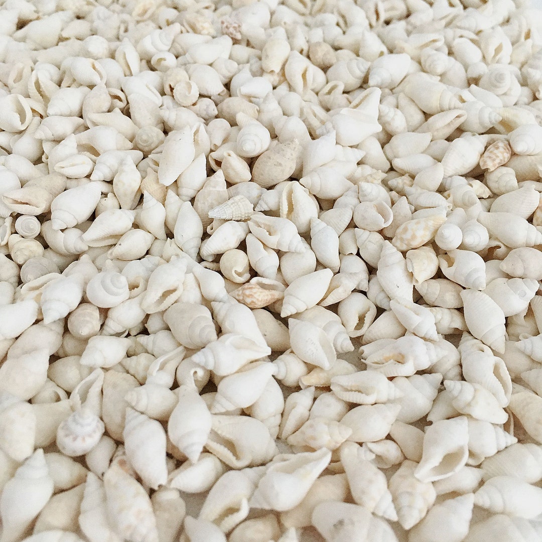 White Nassa Shells [BULK], White Small Seashells, Beach Wedding, Bulk ...