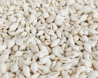 Tiny White Shells - Etsy